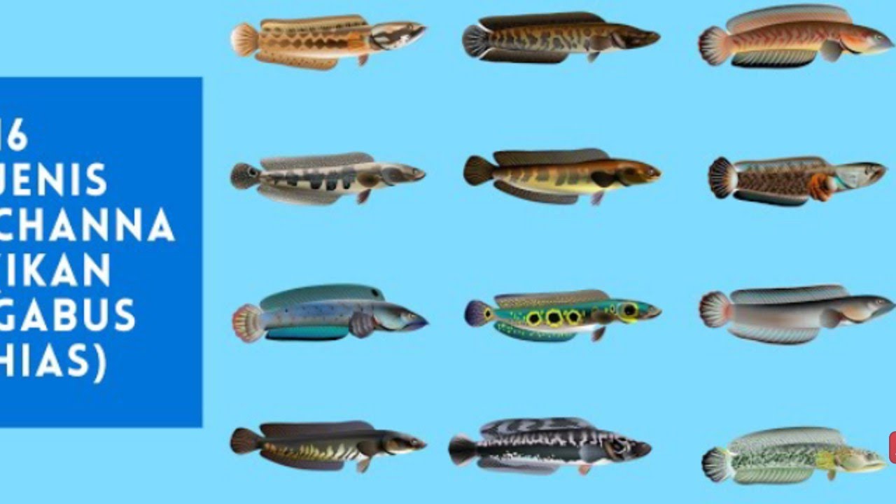 jenis jenis ikan chana gabus hias yang diminati 2022 16 jenis - YouTube