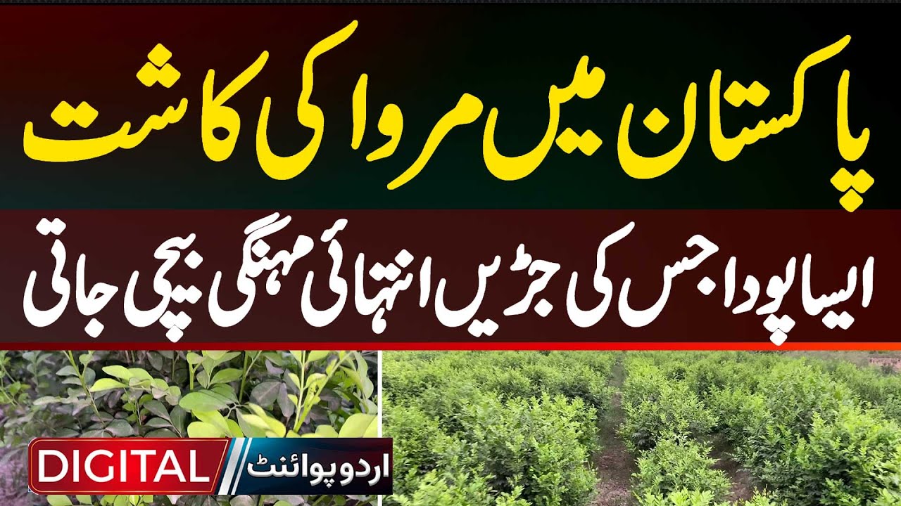 Marwa Cultivation in Pakistan - A Plant Whose Roots Are Sold Very ...