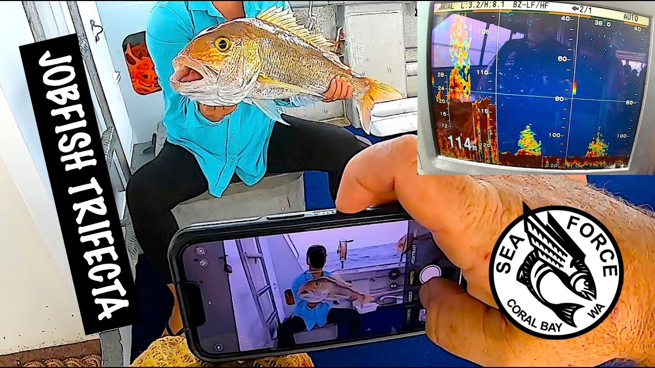 TROPICAL SNAPPER - Goldband, Sharptooth, Rosy. Running a Fishing ...