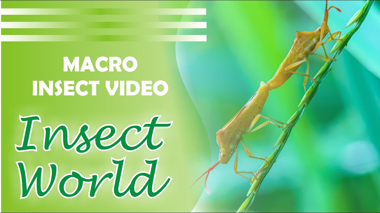 INSECT WORLD /INSECT MACRO VIDEO / CINEMATIC VIDEO/WILDLIFE VIDEO / # ...