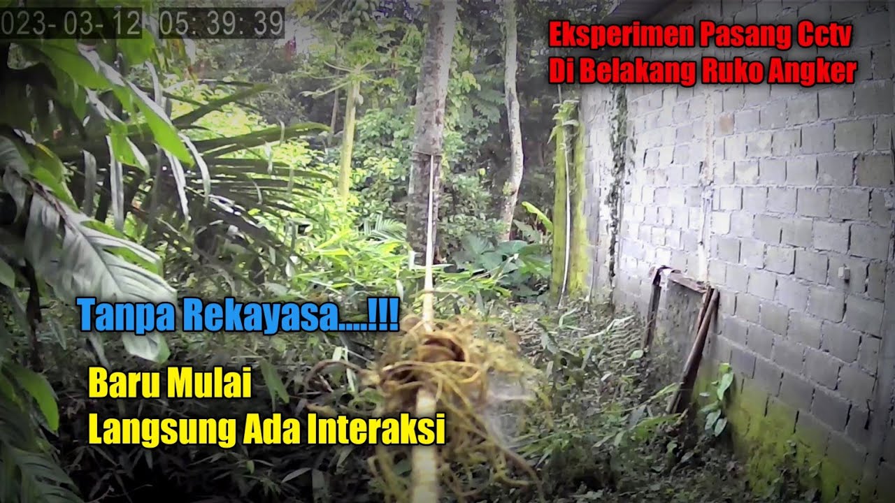 Baru Mulai Langsung Ada Interaksi - Eksperimen CCTV Di Belakang Ruko ...