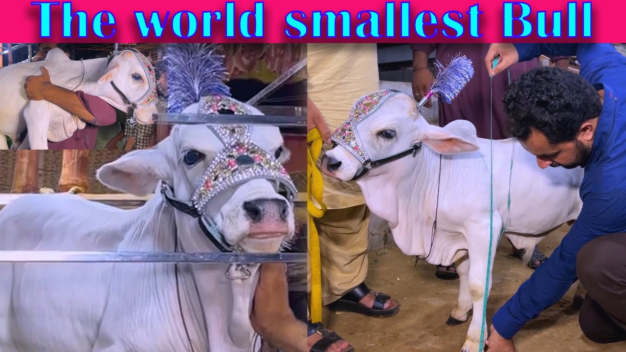 The world smallest bull (Asad Brohi vlog) - YouTube
