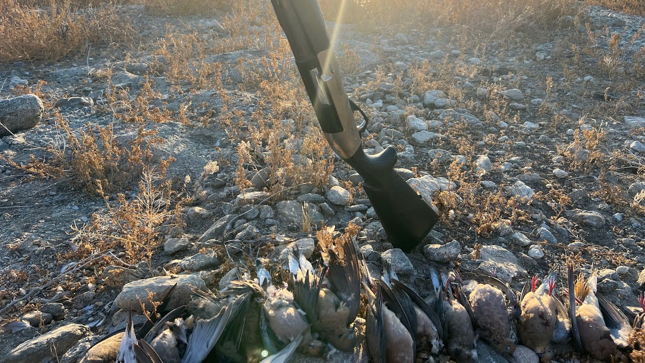 Una tarde de buena cacería de huilota-palomas -guilotas 🤯💥🕊️sep 06-2024 ...