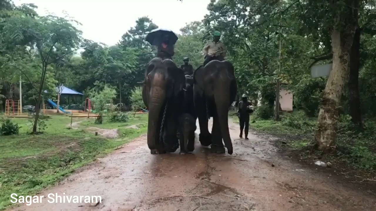 Sakrebyle Elephant Camp - Shimoga. 6th July 2019 - YouTube