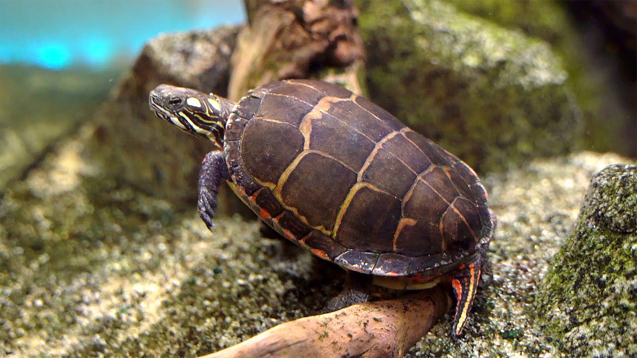 I ADOPTED A 10 YEAR OLD TURTLE - YouTube