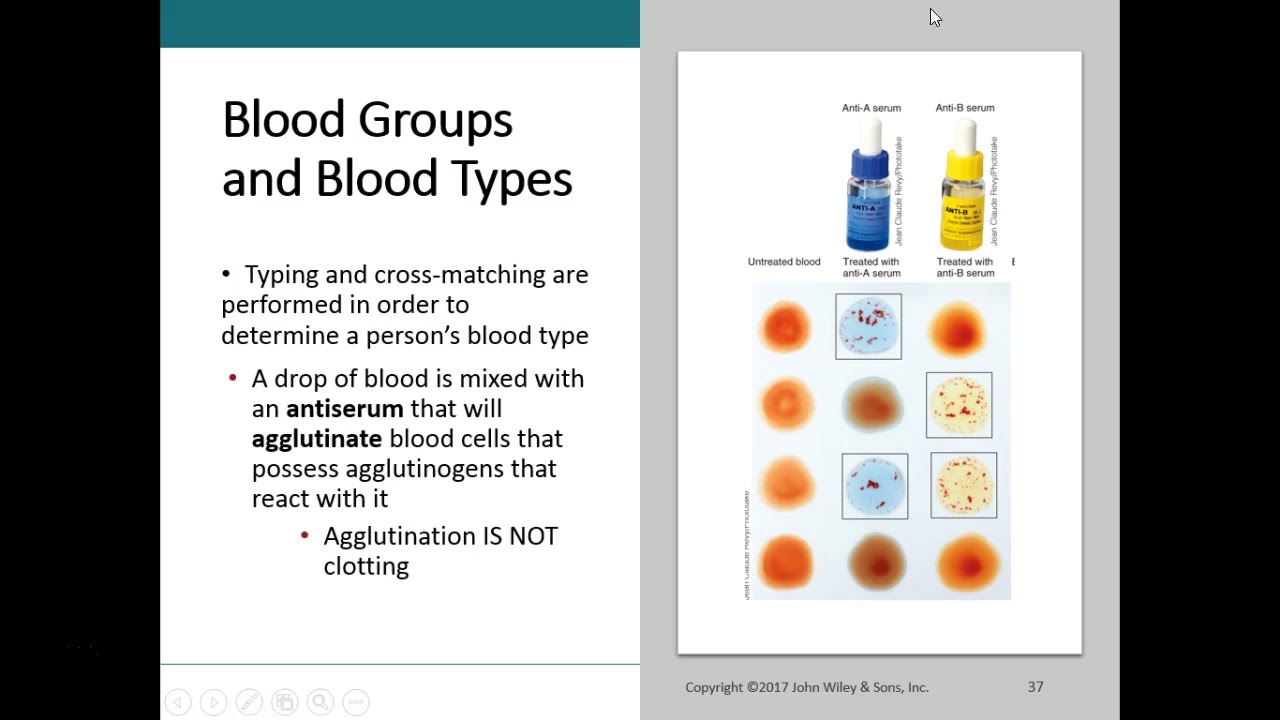6. Blood typing and disorders - YouTube