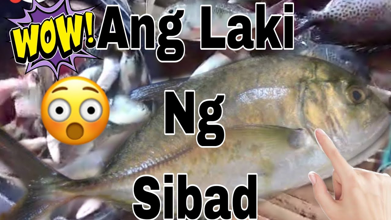 Ang laki ng isda na ito | Sibad | Surigao | Part 4 | Lambat | Fishnet ...