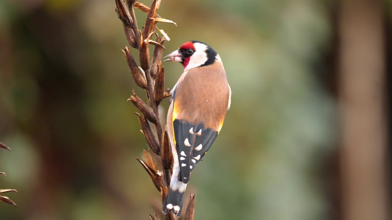 Stieglitz oder Distelfink - YouTube