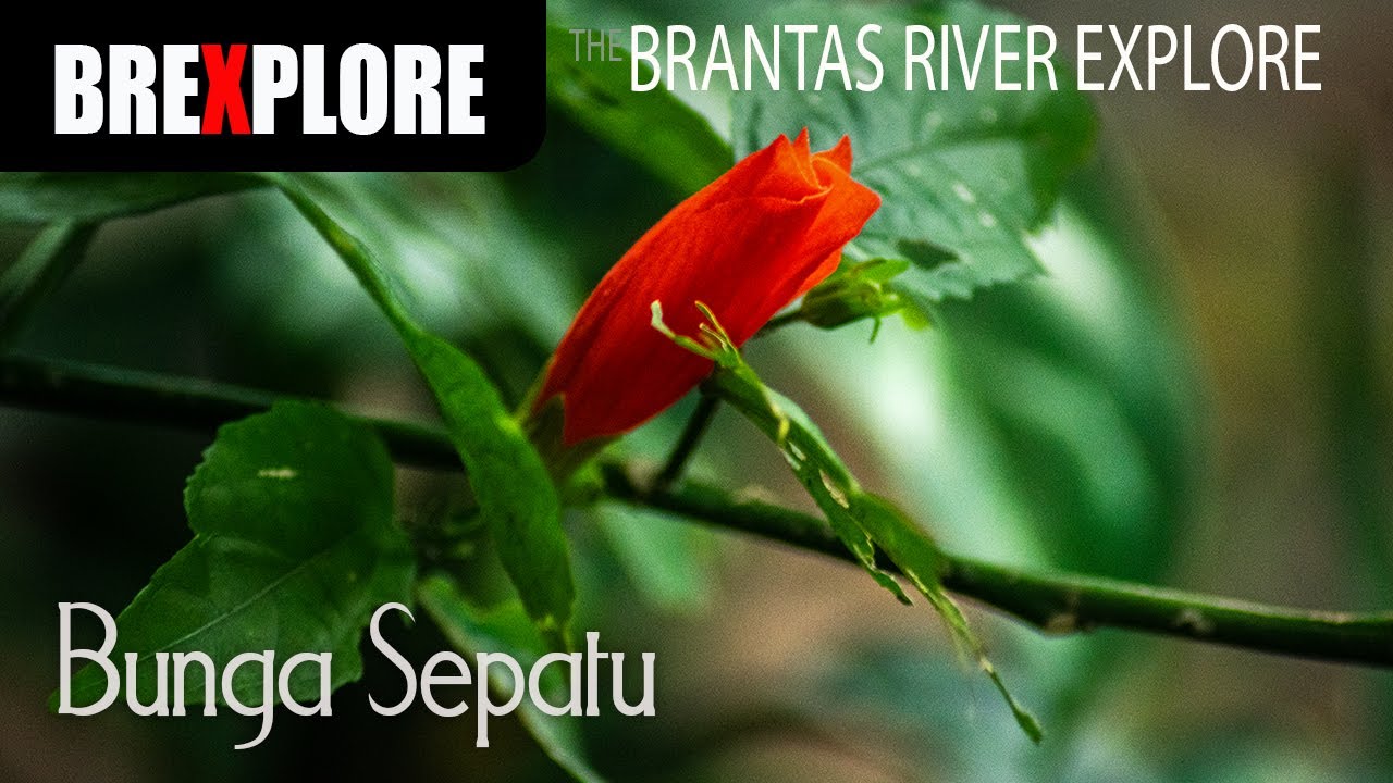 Bunga Sepatu I Brantas River Explore - YouTube