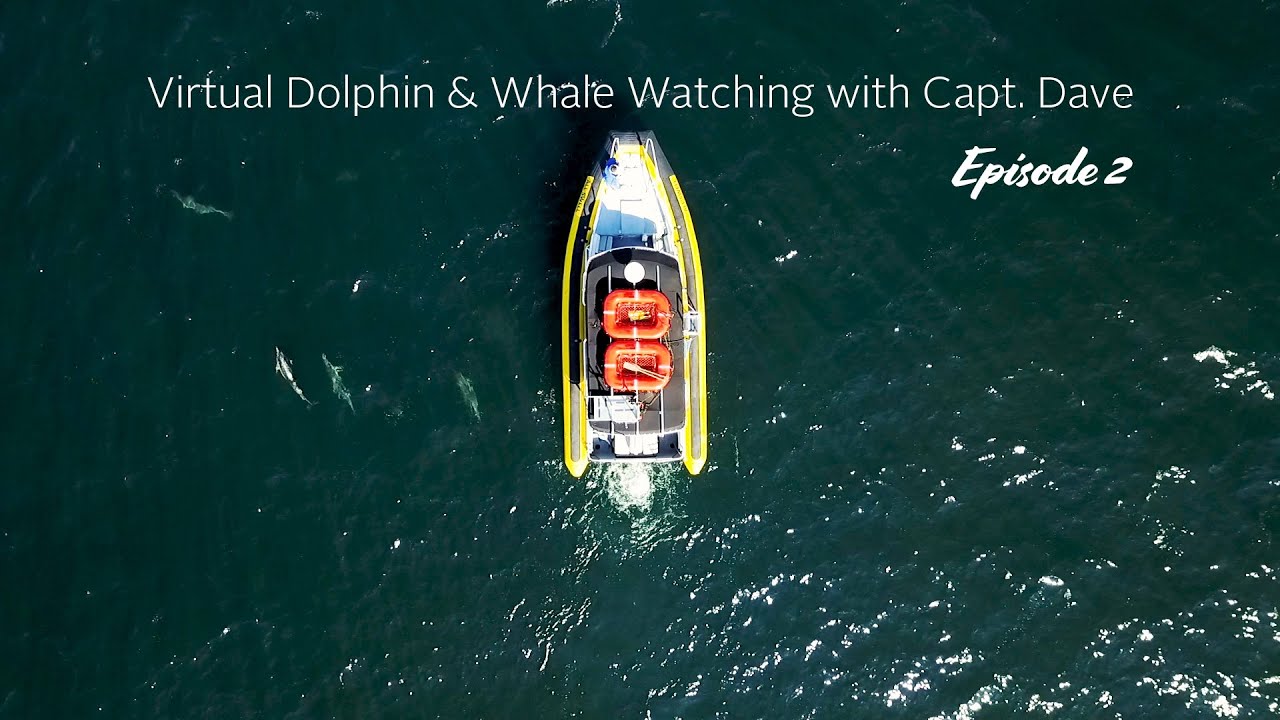 Virtual Dolphin & Whale Watching | Week 3 - YouTube