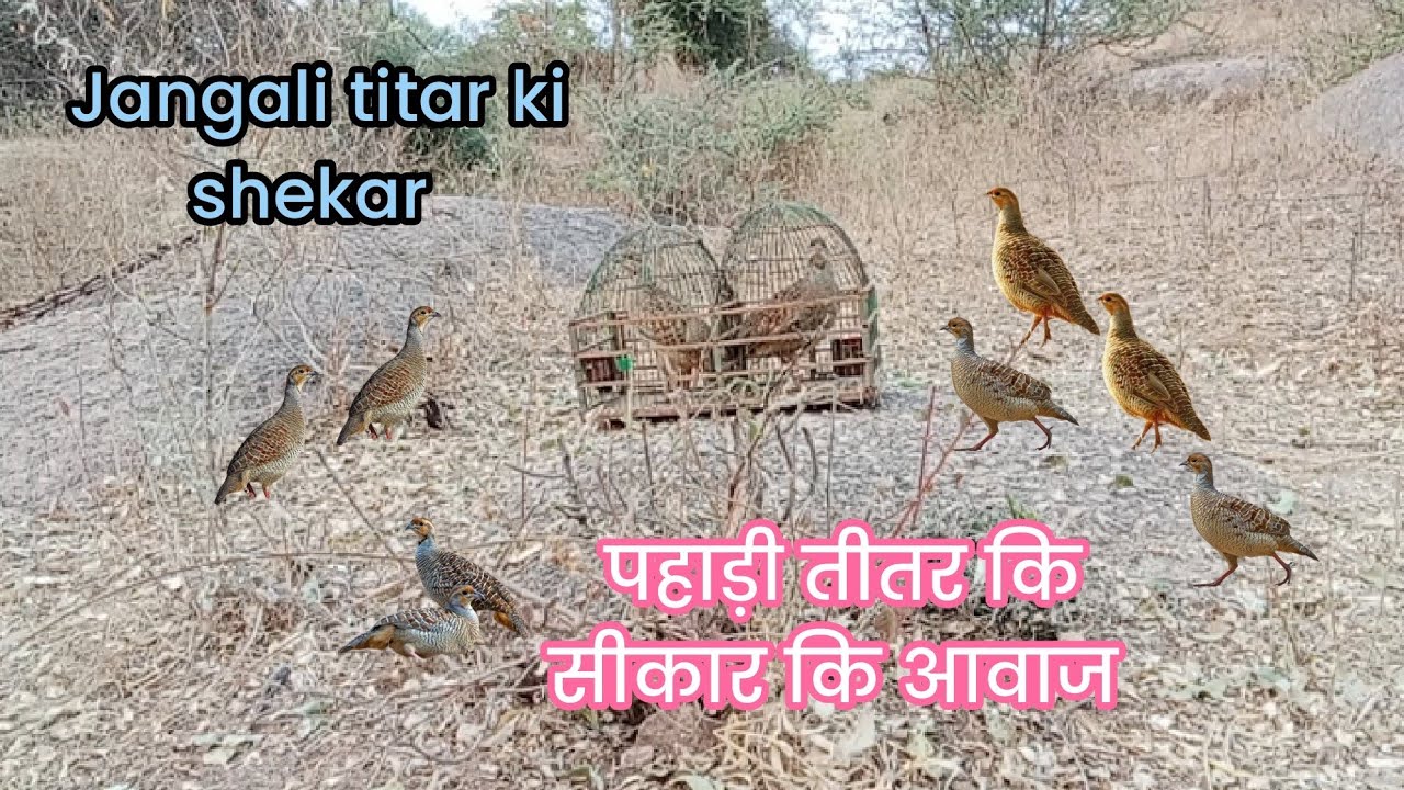 Paltu Titar se jangali titar pakdne ka shekar ki voice Female Titar ki ...