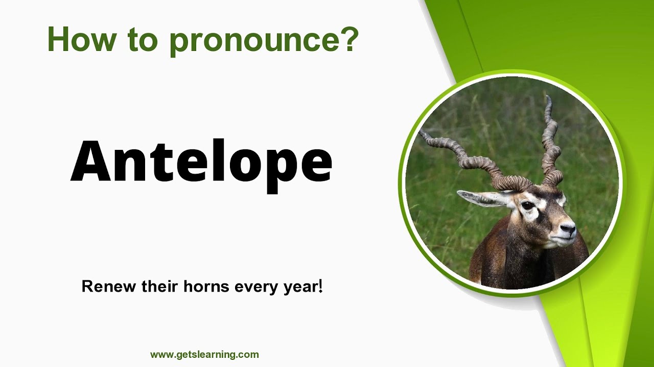 How to pronounce Antelope Correctly in English - YouTube