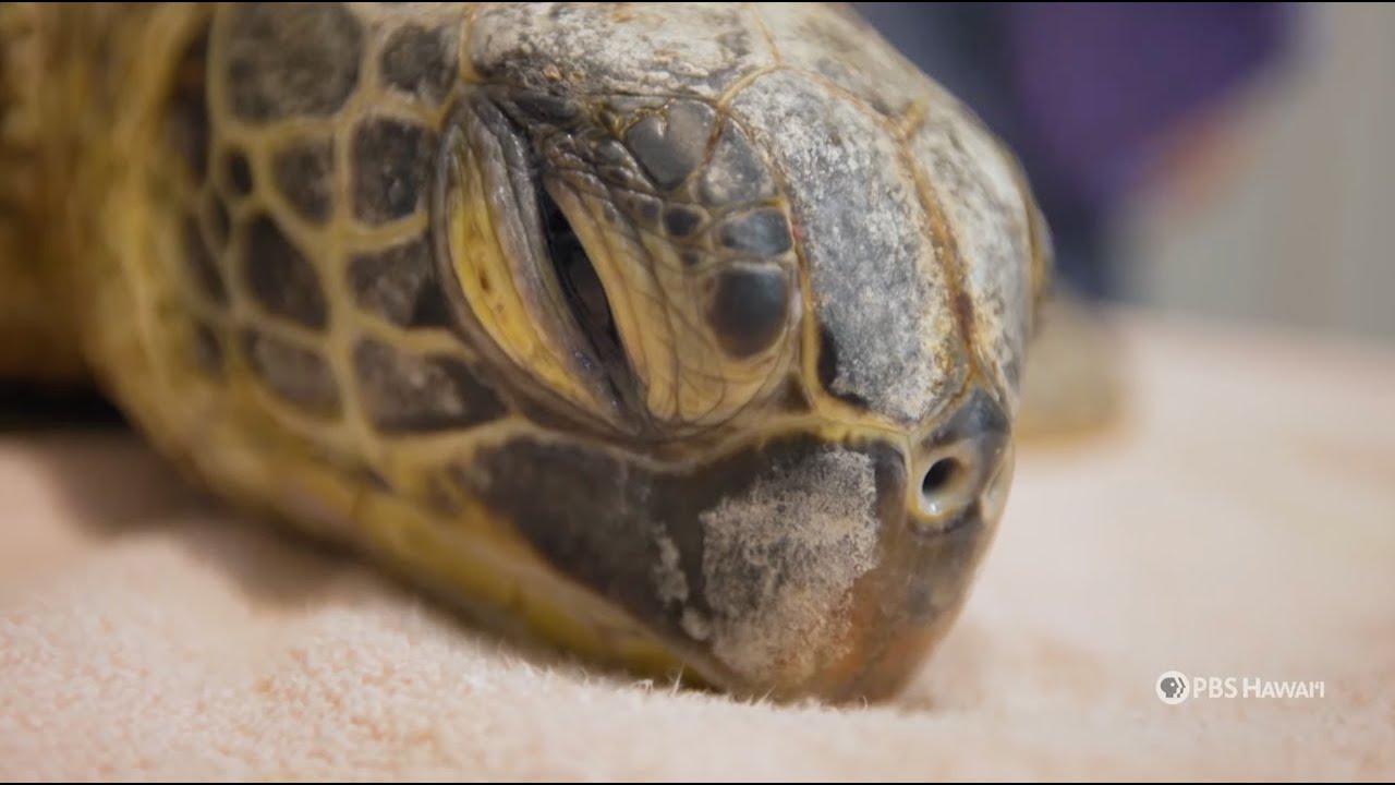 Protecting Hawaiʻi's Green Sea Turtles | Home is Here | PBS HAWAIʻI ...