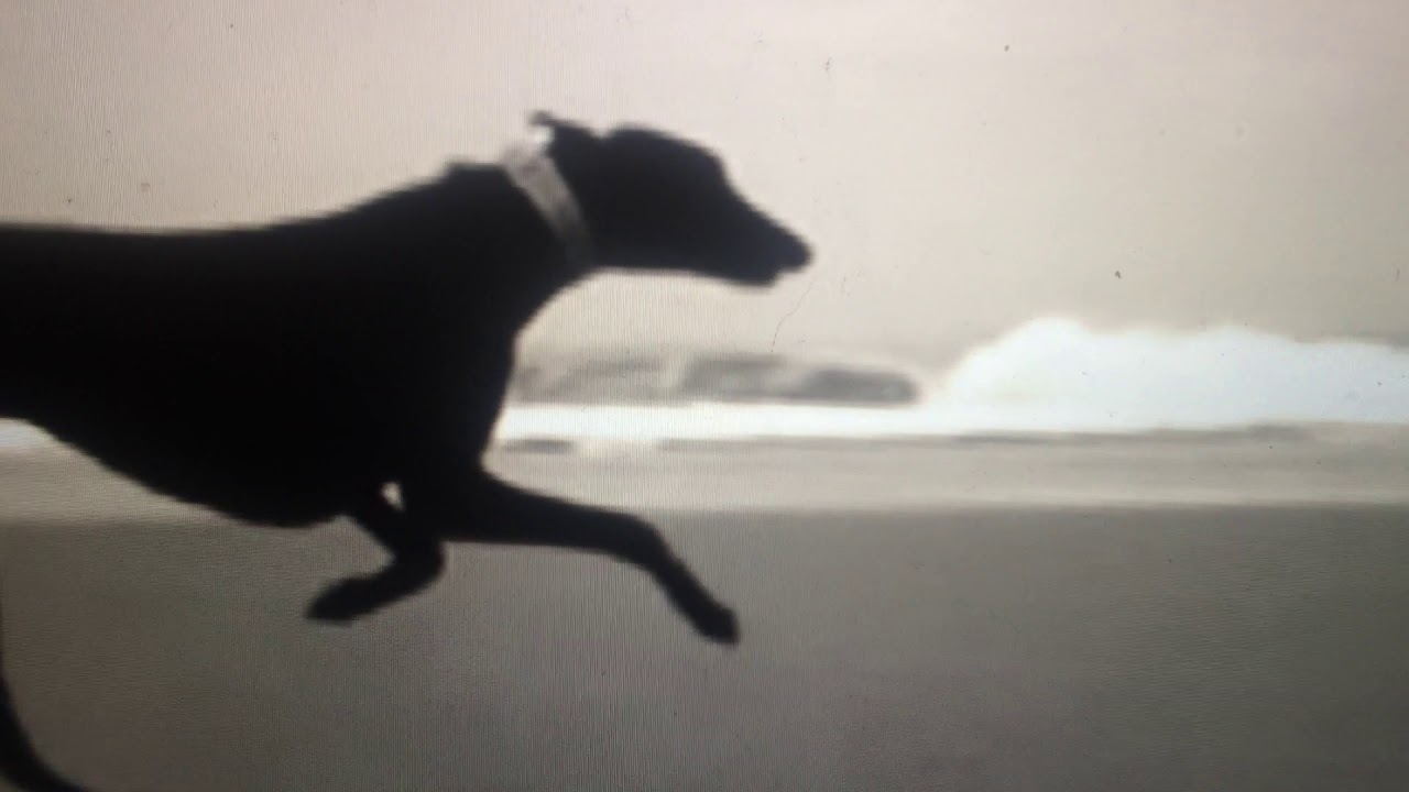 Daisy Chain "Gary's Scary" (2013) - YouTube