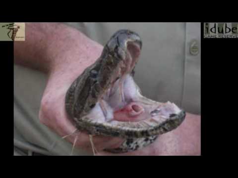 SCARY WILD SNAKES CAUGHT - Cobra, Python, Puff Adder, Boomslang - YouTube