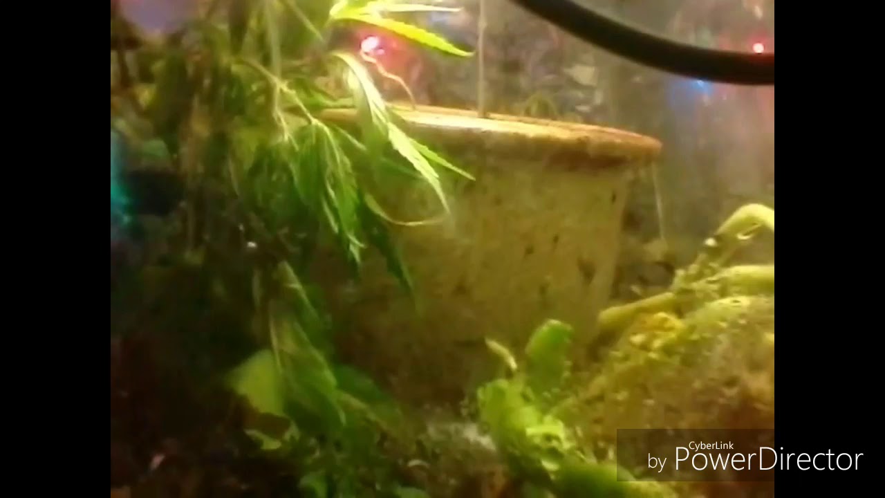 Tash jump up dnb remix rap life feat DJ nymphphlown - YouTube