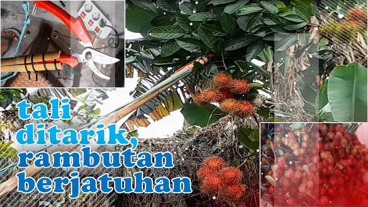 Dengan Alat Sederhana Ini, Petik Rambutan Jadi Lebih Mudah | Gampang di ...