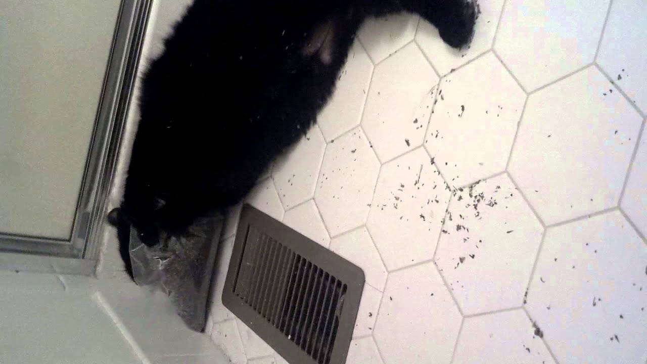 Cat really high on catnip - YouTube
