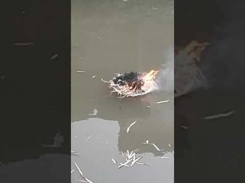 arek ugal ugalan nadi😈