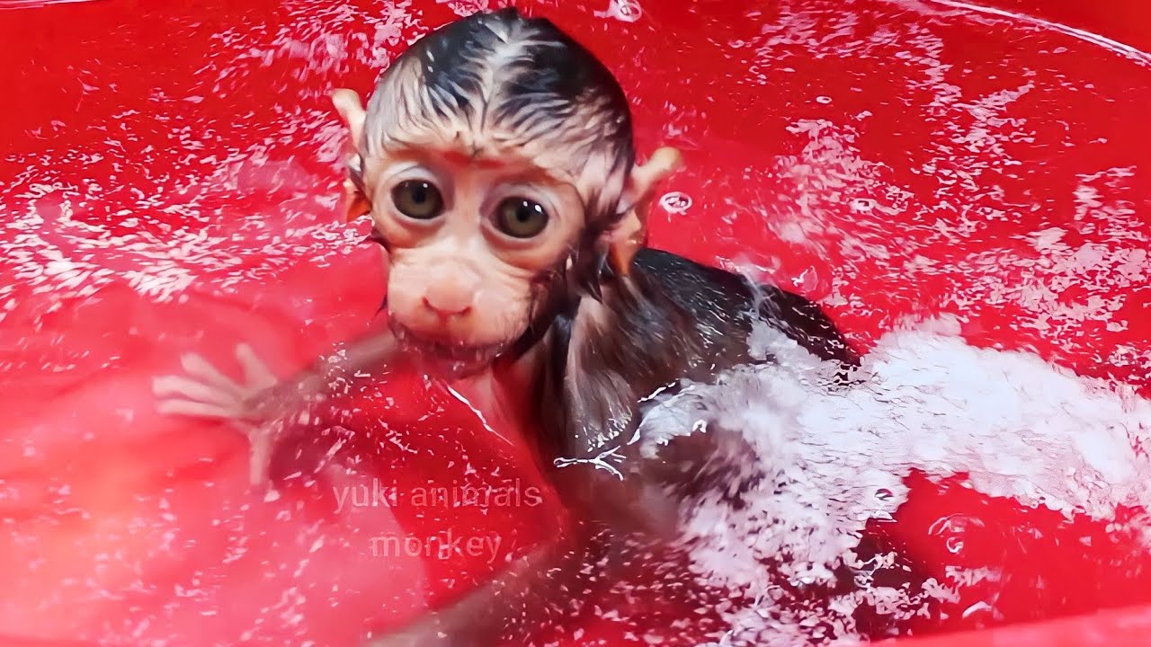 baby monkey kiran mandi pagi | cute monkey | - YouTube