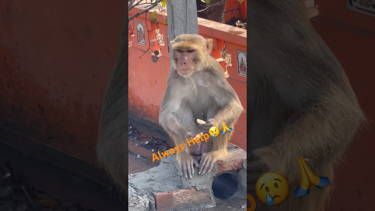 Always Help😢🙏 #monkey #viral #video #share #support #ayodhya #subscribe ...
