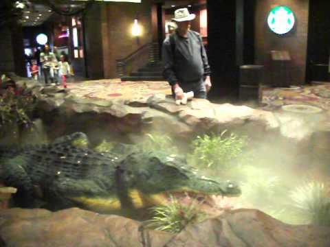 Rainforest Cafe croc, MGM - YouTube