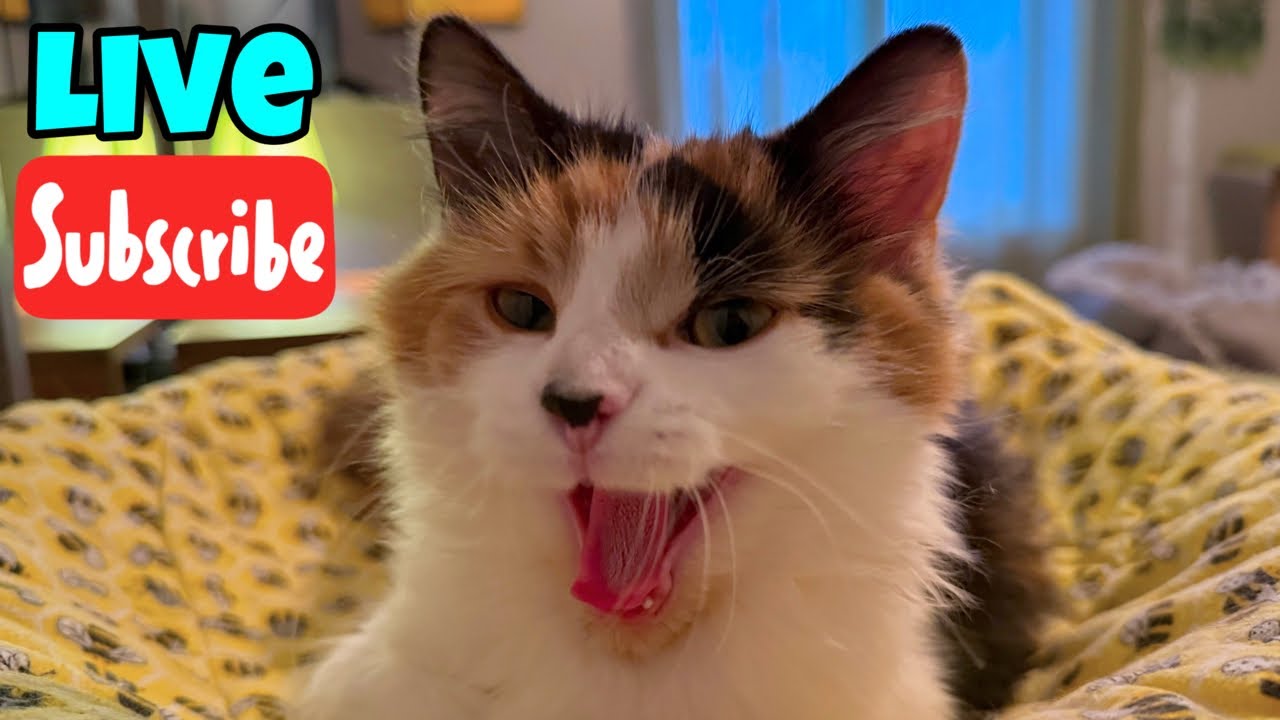 TGIF - Friday Fluff - Live Stream - YouTube