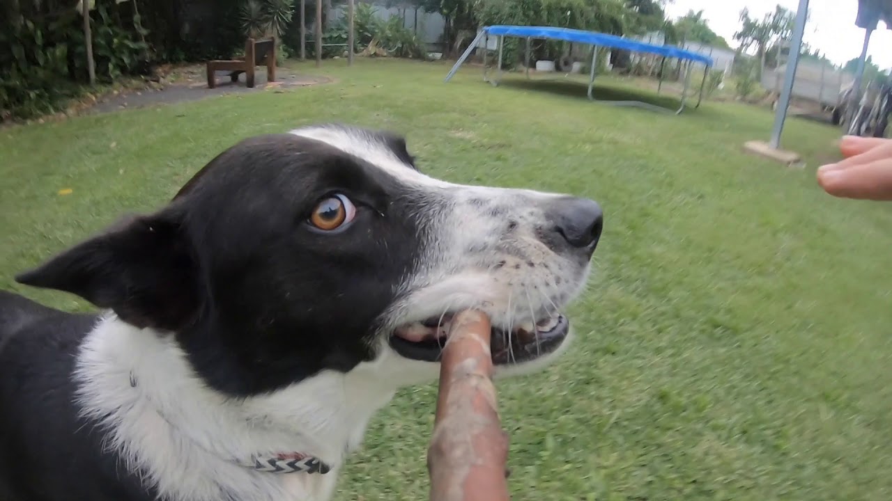 Jess The Dog - YouTube