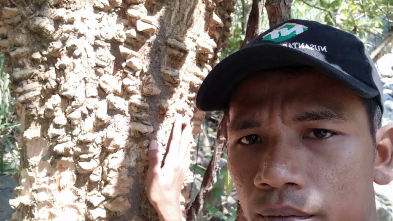pencarian pohon cangkring / Dadap cangkring - YouTube