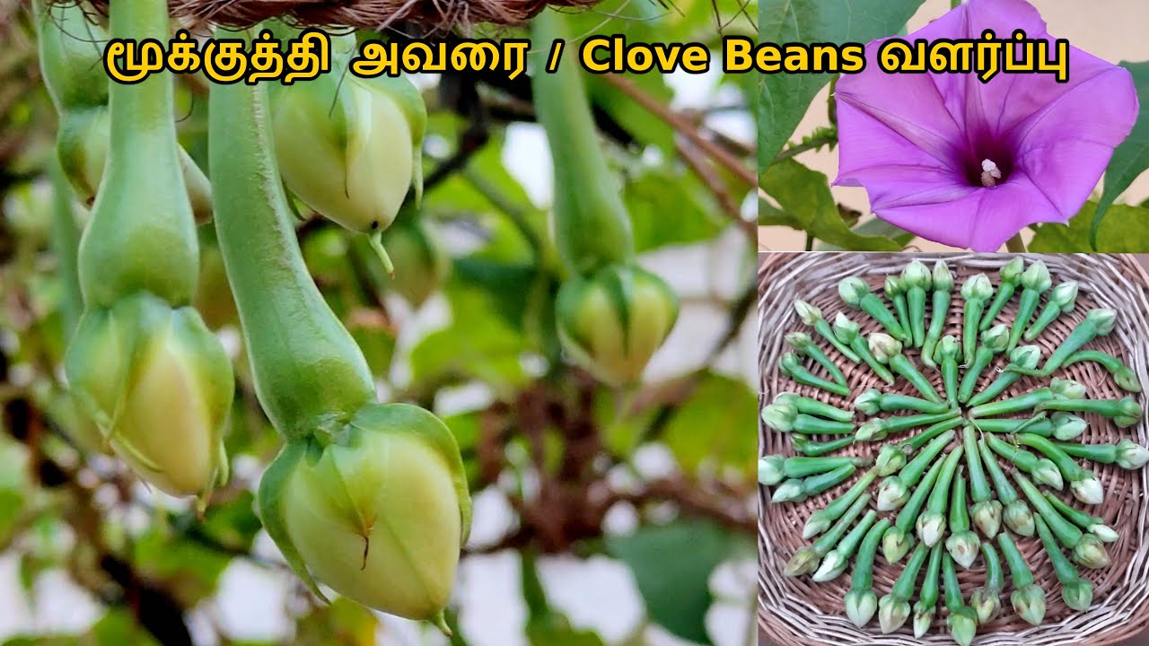 மாடி தோட்டம் மூக்குத்தி அவரை வளர்ப்பு , பயன்கள் Mookuthi Avarai / Clove ...
