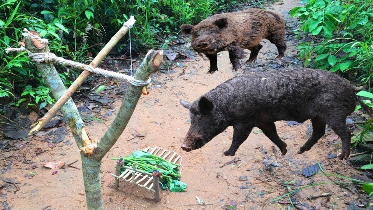 Pig Trap ⎟ Catch wild Pig in the forest - YouTube