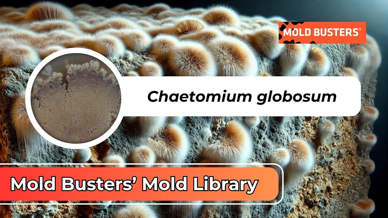 Chaetomium Globosum: The Hidden Mold in Your Walls! 🏠🦠 - YouTube