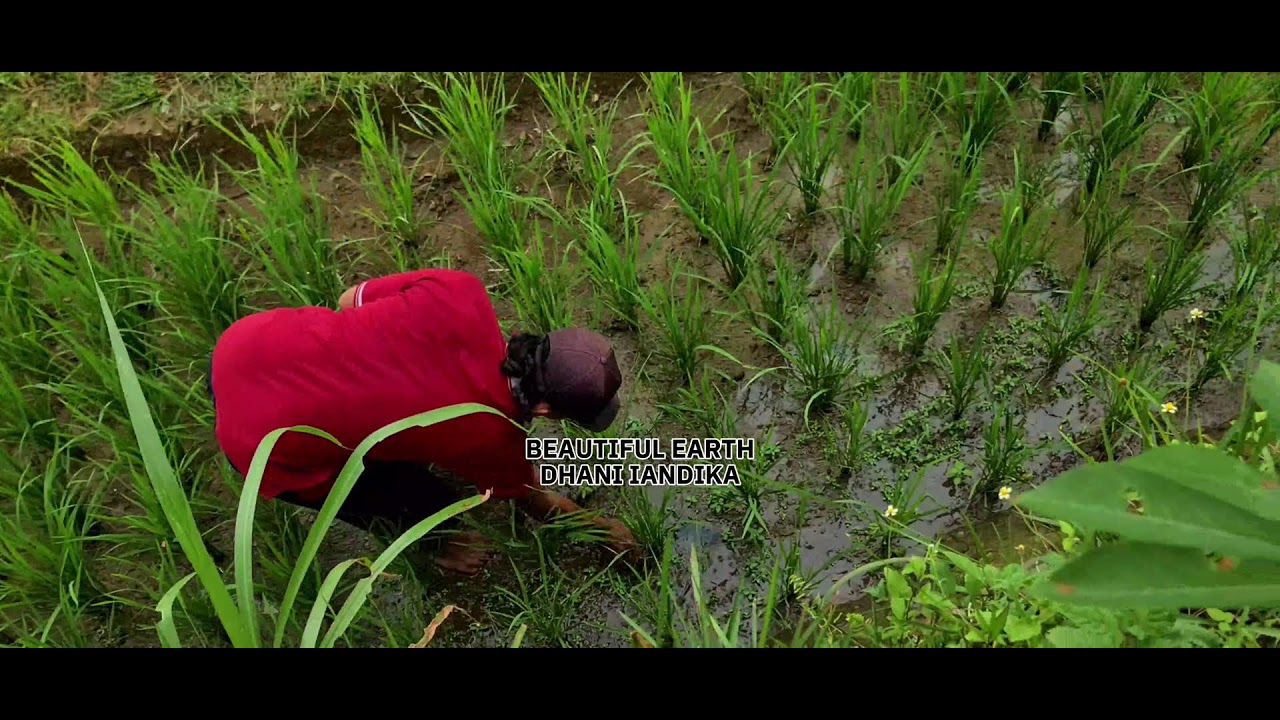 Farmer’s Dedication: Removing Weeds to Protect Rice Crops and Ensure a ...