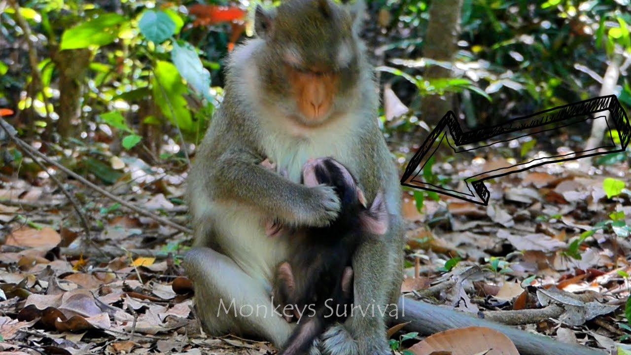 BreakingHeart!... Mommy Monkey Anna At-ta-ck_B-e-a-t_ Baby Monkey Arian C-r-y-in-g_Si-ez-ur-es ...