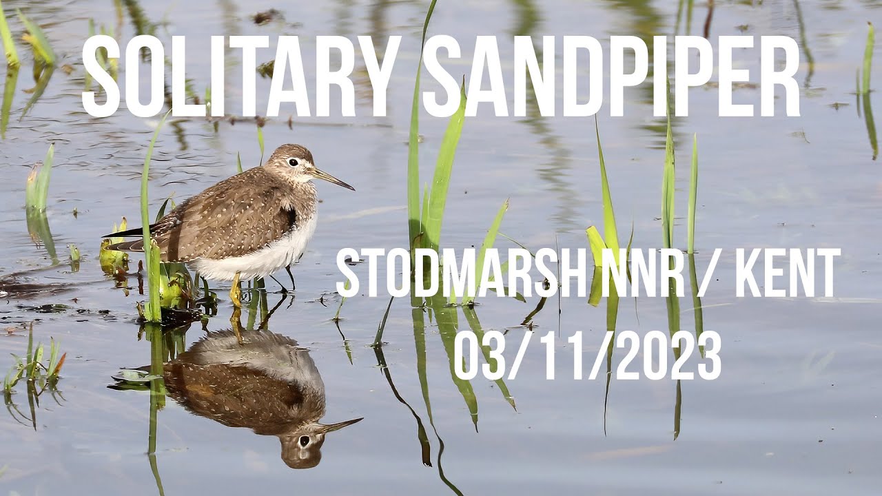 Solitary Sandpiper Stodmarsh NNR, Kent 03/11/2023 - YouTube