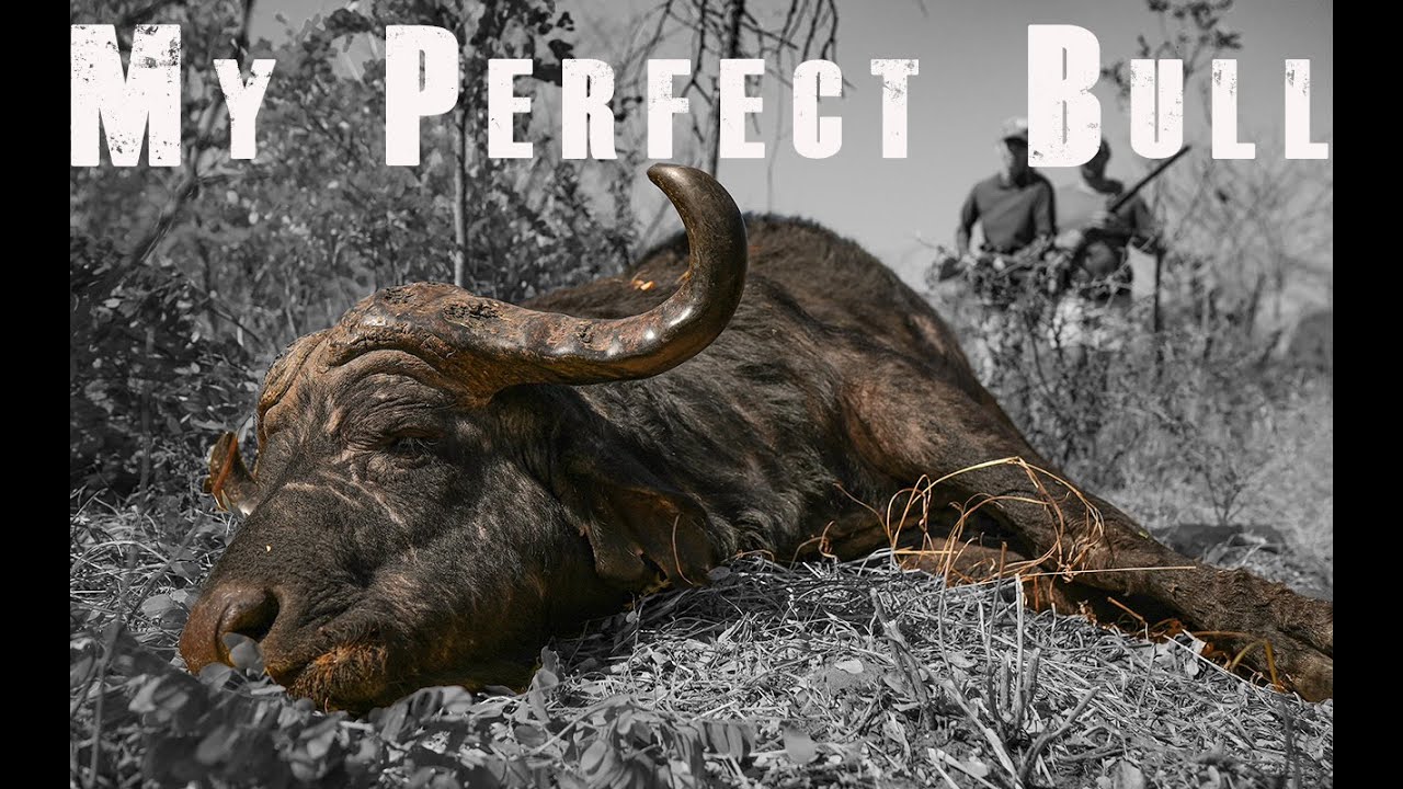 My Perfect Bull - YouTube