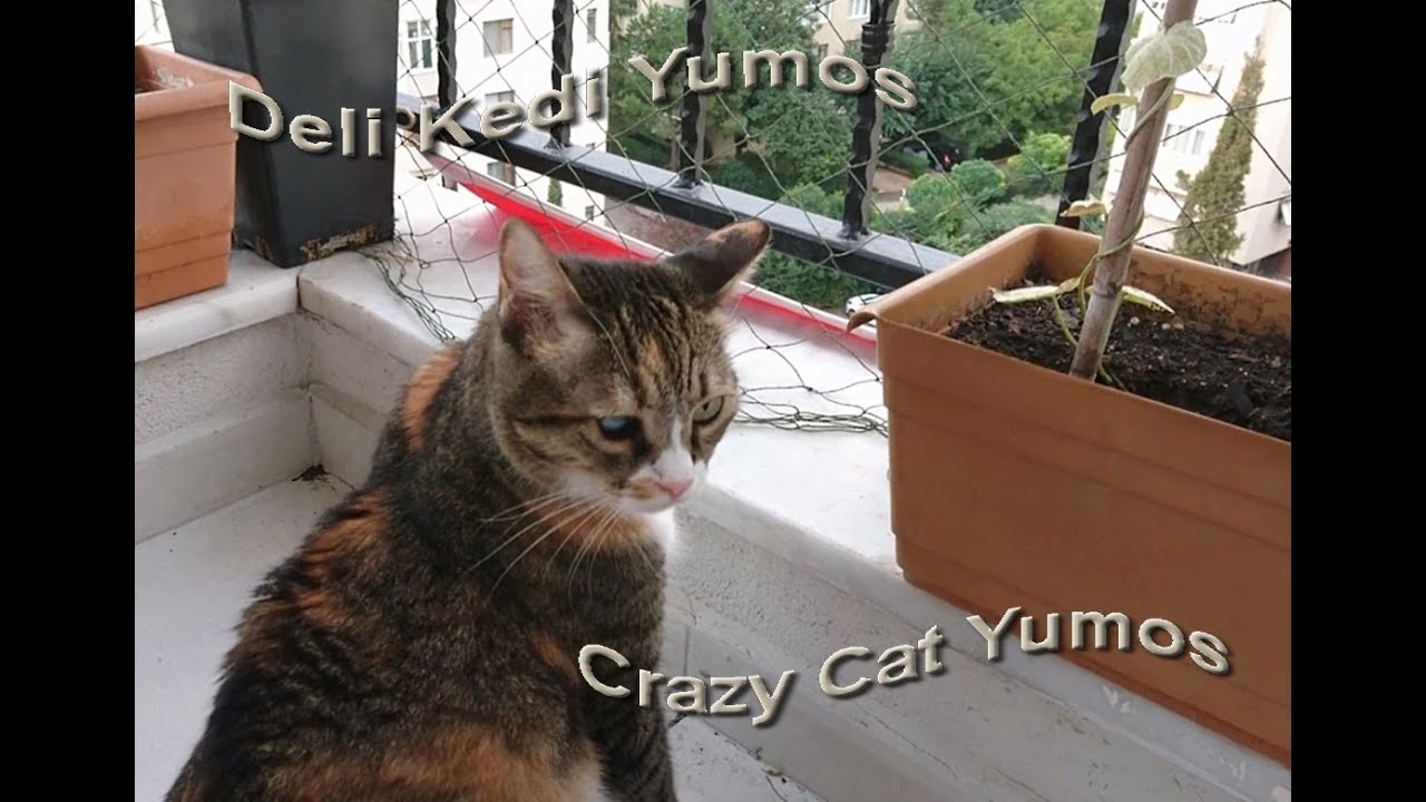 Balkon keyfi / Balcony pleasure 🥰 - YouTube