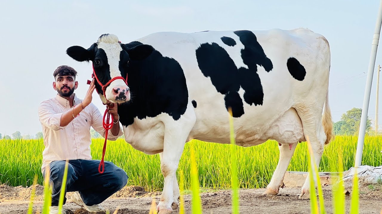 Top quality Breed with heavy milk 🔥🔥Sahib Dairy Farm | All India ...