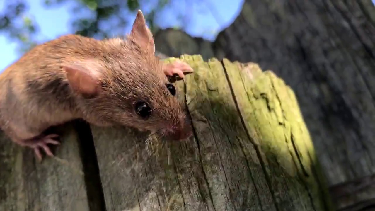 Mouse Documentary - YouTube