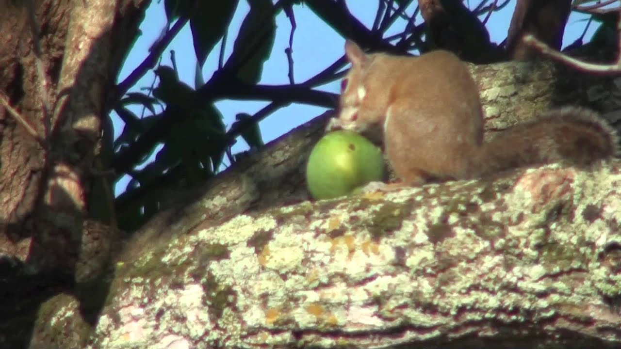 Squirrel eating mango on Tree Pt 1 - YouTube