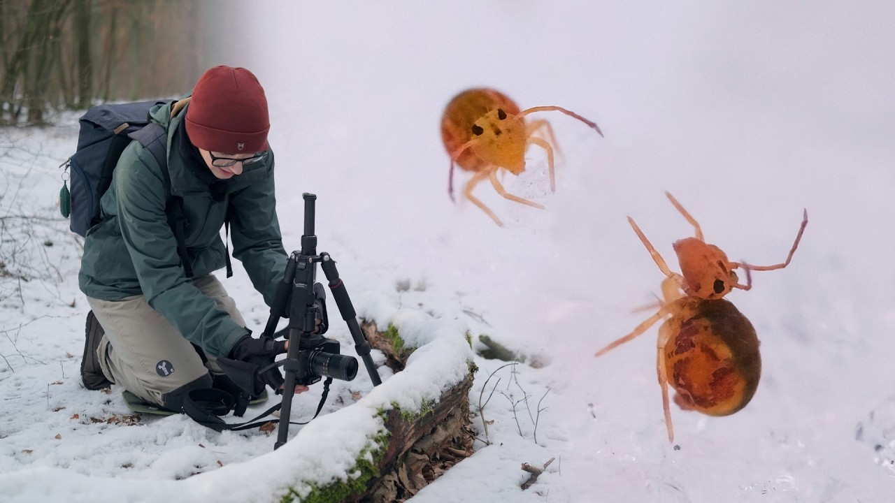 Filming Springtails in the Snow! - Macro Walks ep10 - YouTube