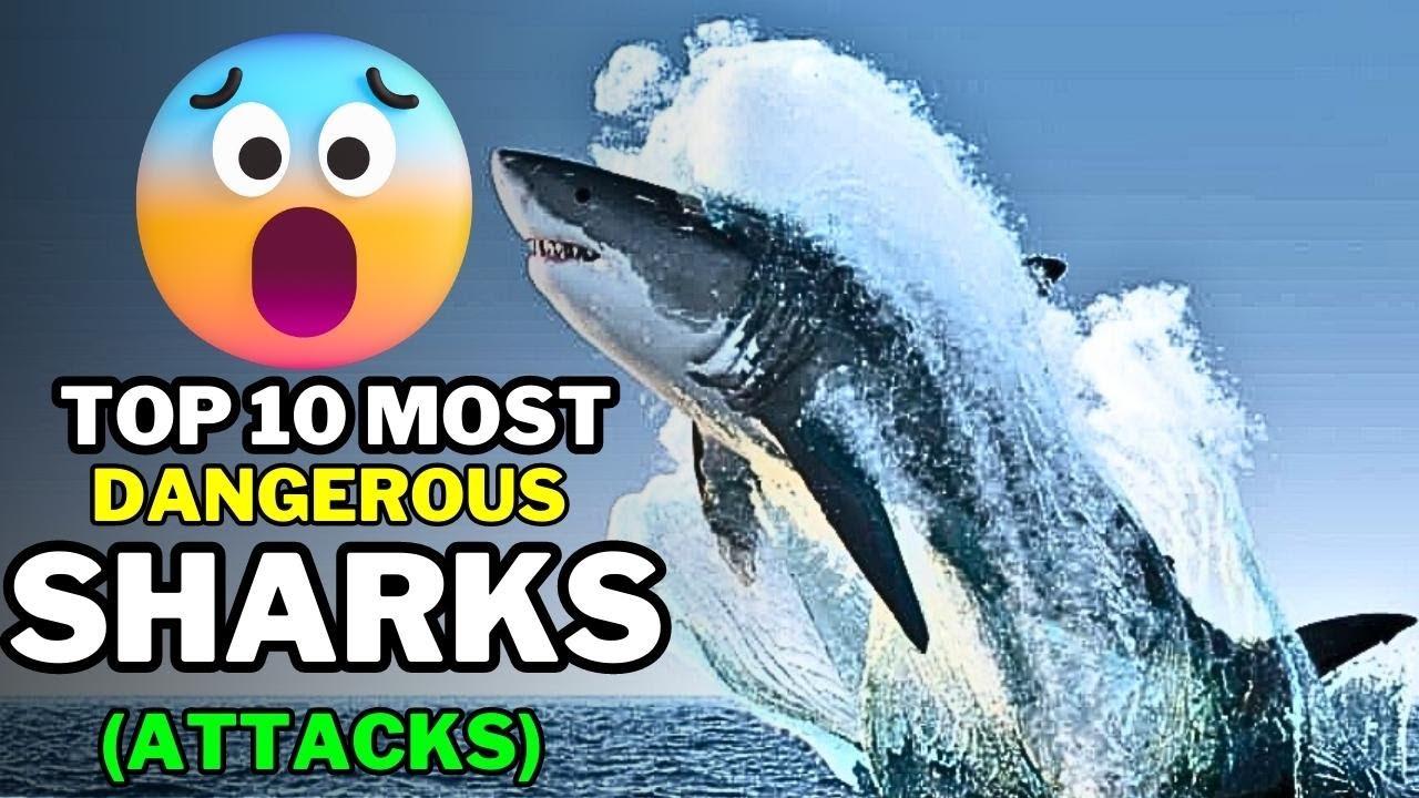 "Astonishing Shark Attacks Caught on Camera! breathtaking and ...
