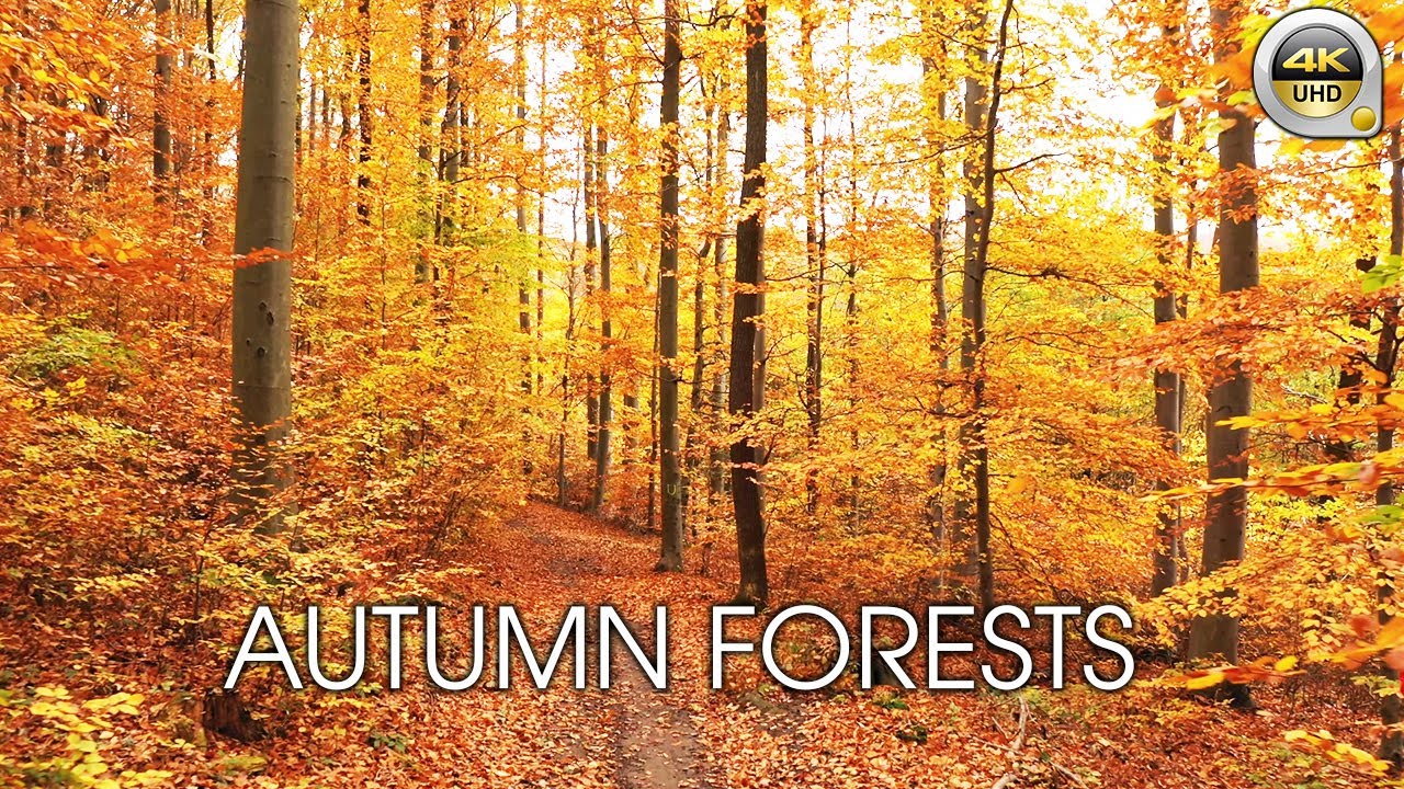 Beautiful Relaxing Music, Autumn Forests with Relaxing Music - 4K ...