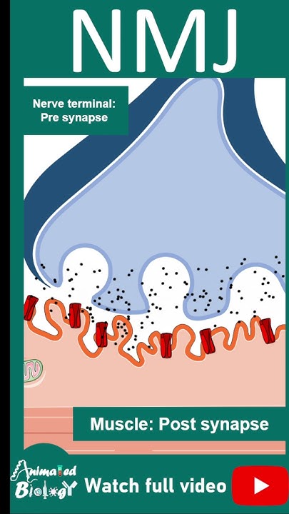 Neuromuscular junction | NMJ | Physiology of NMJ | USMLE step 1 - YouTube