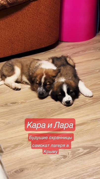 будущие охранницы самокат лагеря в Крыму #самокатлагерьвкрыму # ...