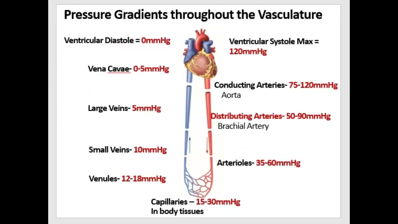 Physiology of Blood Circulation 36 min - YouTube
