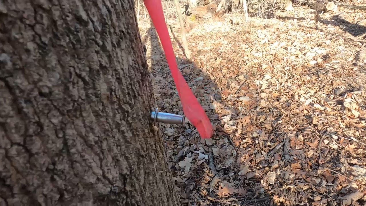 How to Tap Maple Trees for Fun and (No) Profit - YouTube