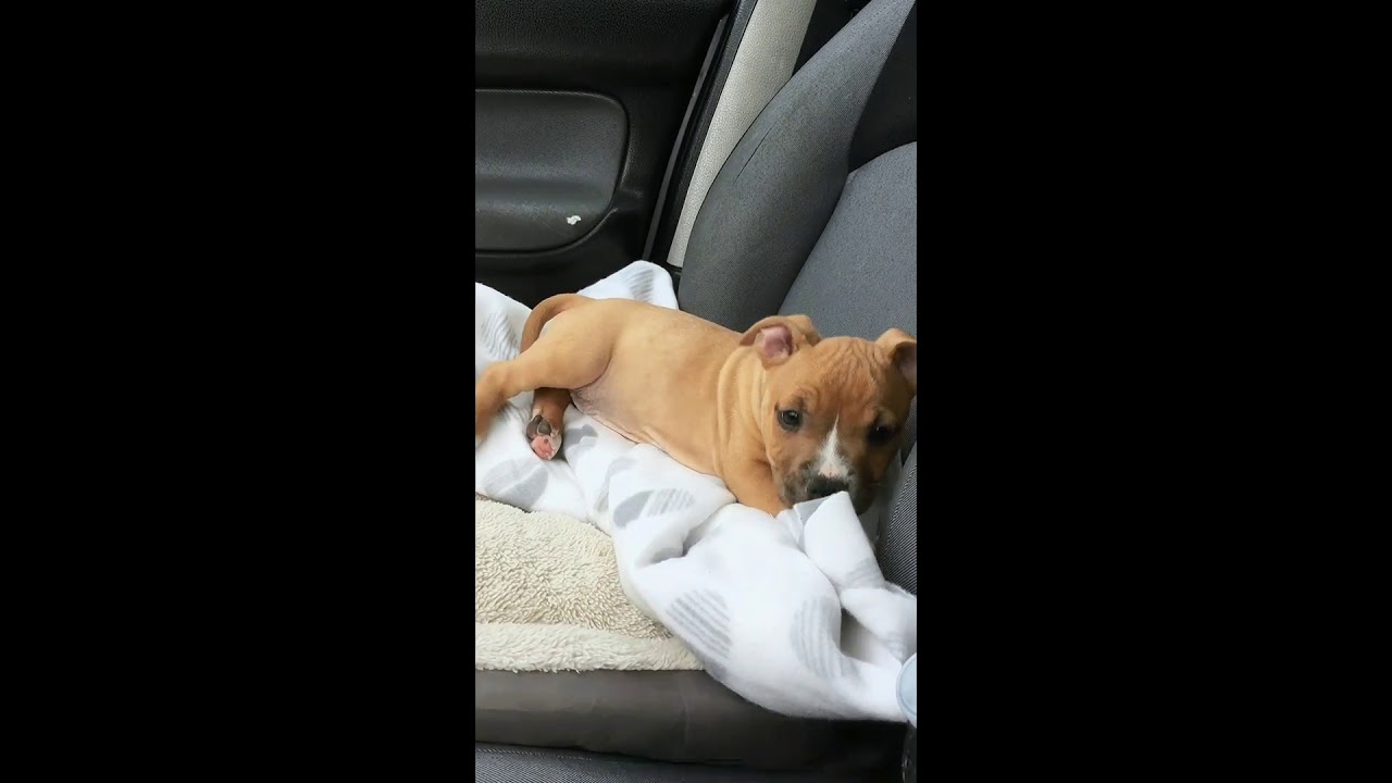 Amstaff puppy evolution 2-6 months - YouTube