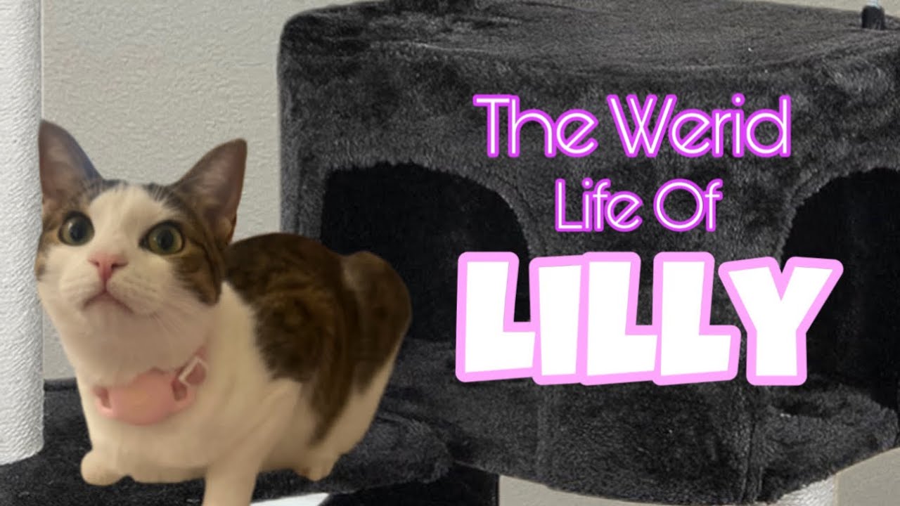 Meow meow meow meow meow meow - YouTube