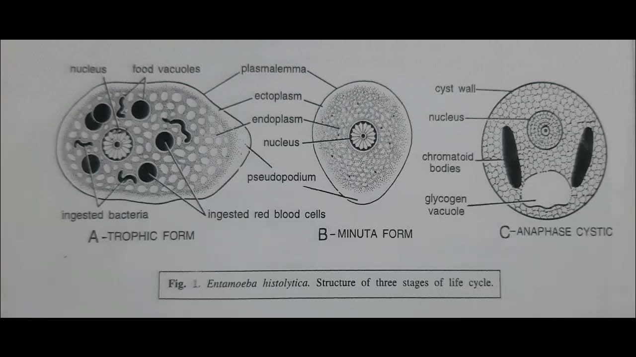Entamoeba histolytica = MORPHOLOGY = 2. Precystic or Minuta Form - YouTube
